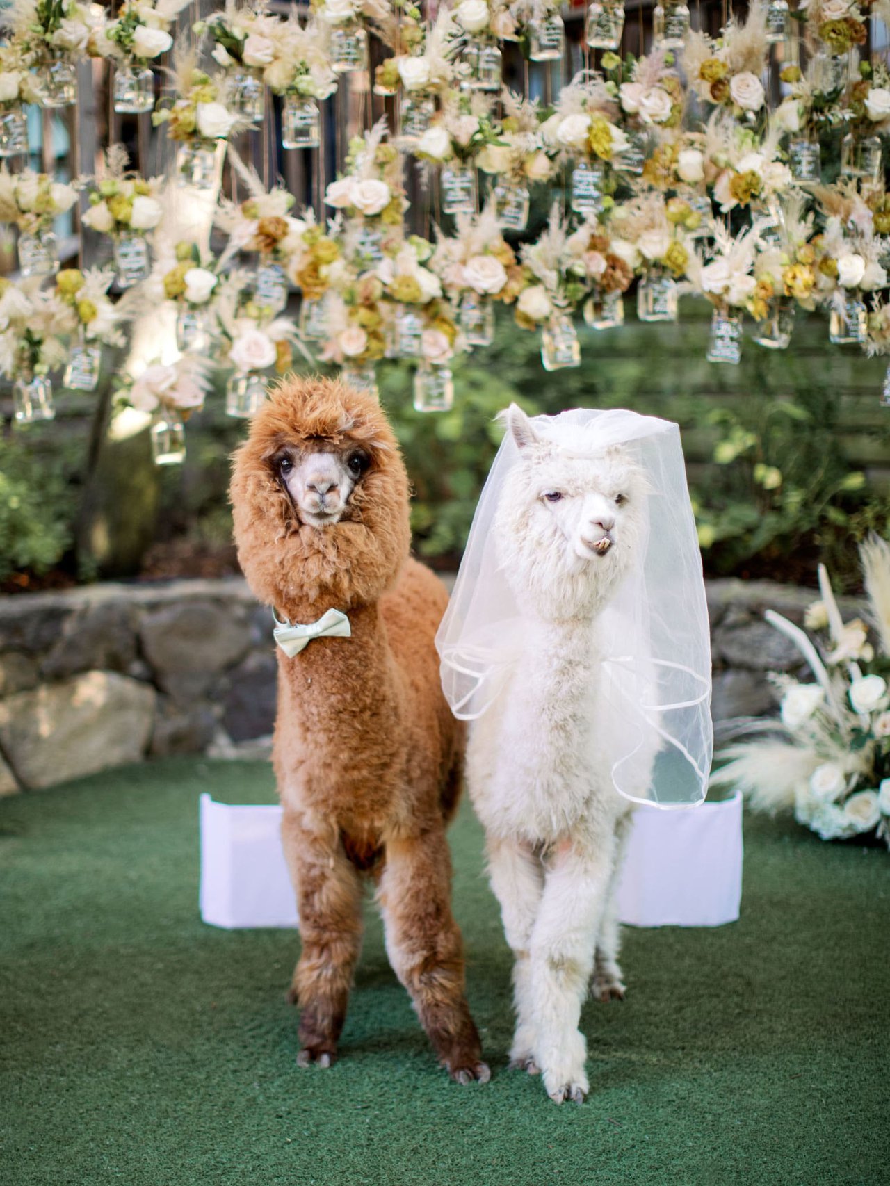 Wedding Llamas Dressed as Bride & Groom