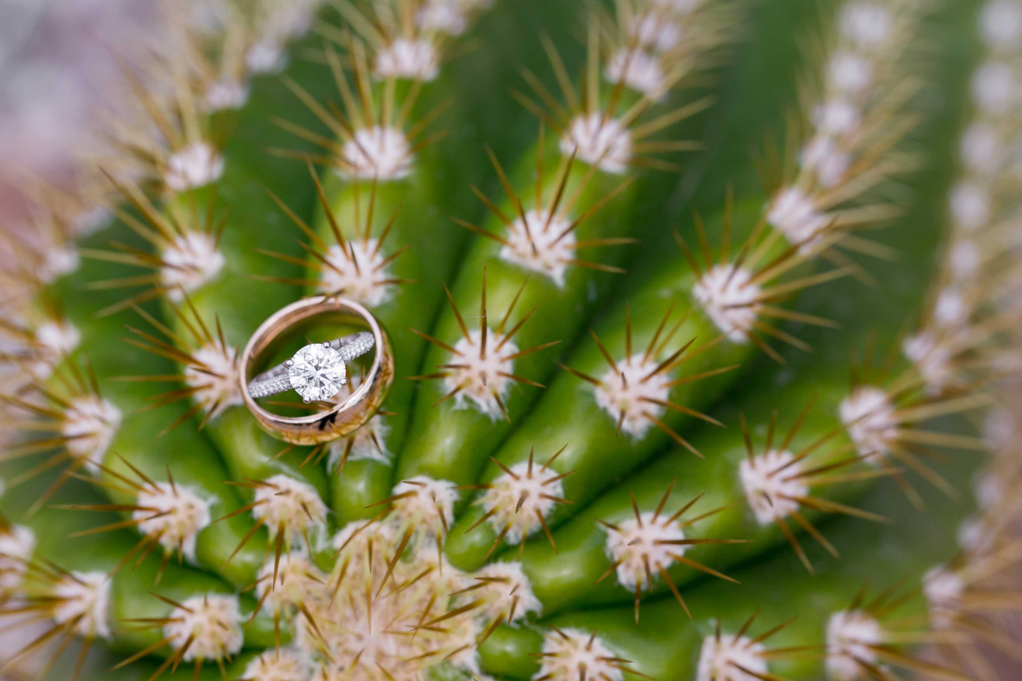 Rings Sitting Atop a Cactus