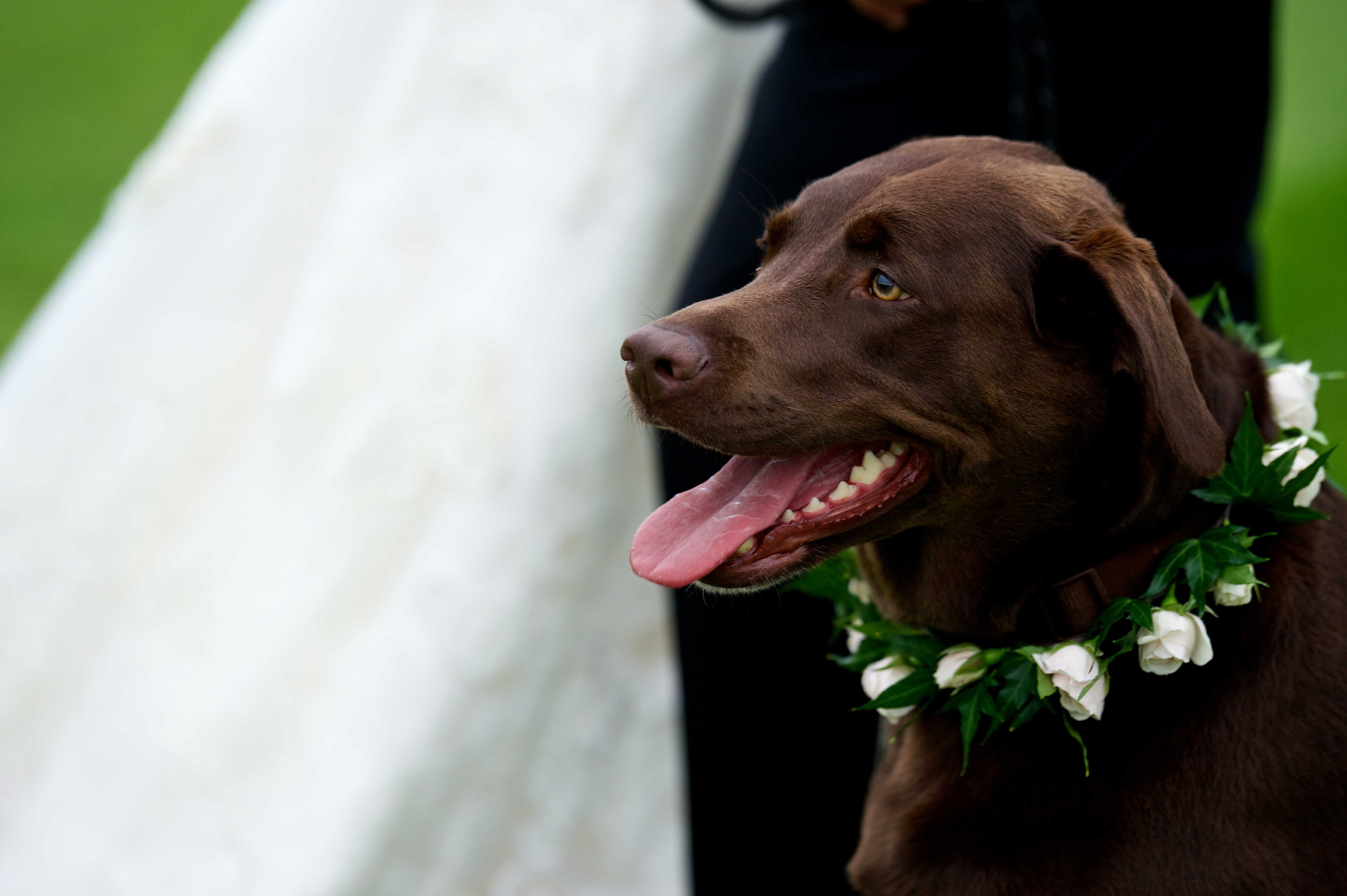 Chocolate Lab with Floral Collar