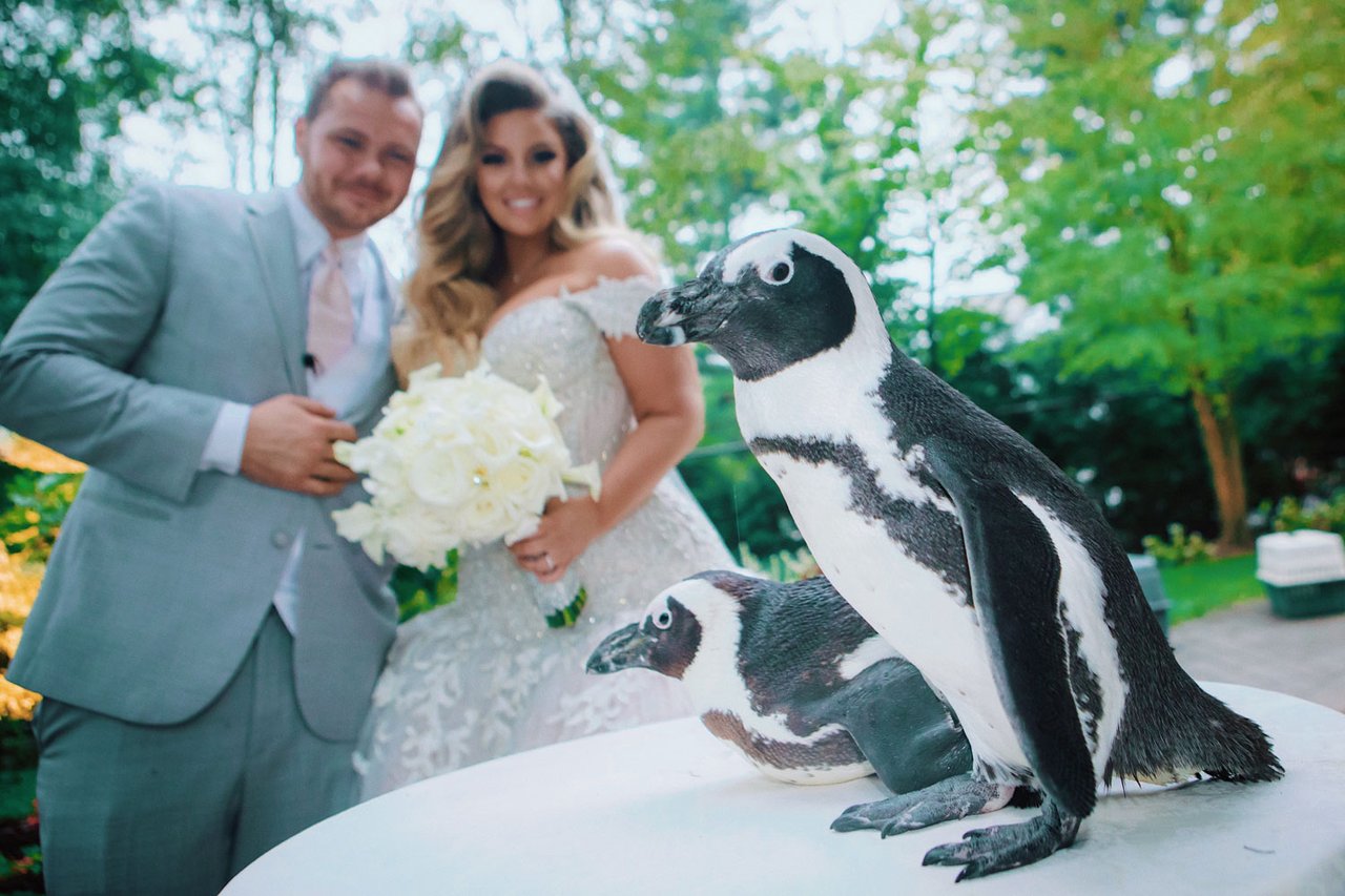 Bride & Groom with Penguins