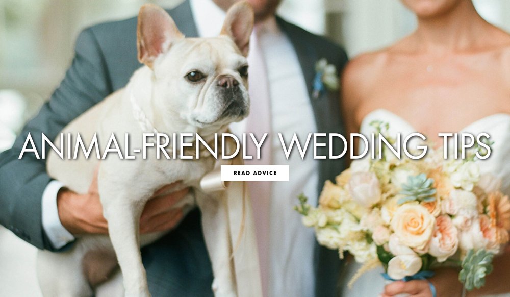 Tips for Including Animals in Your Wedding