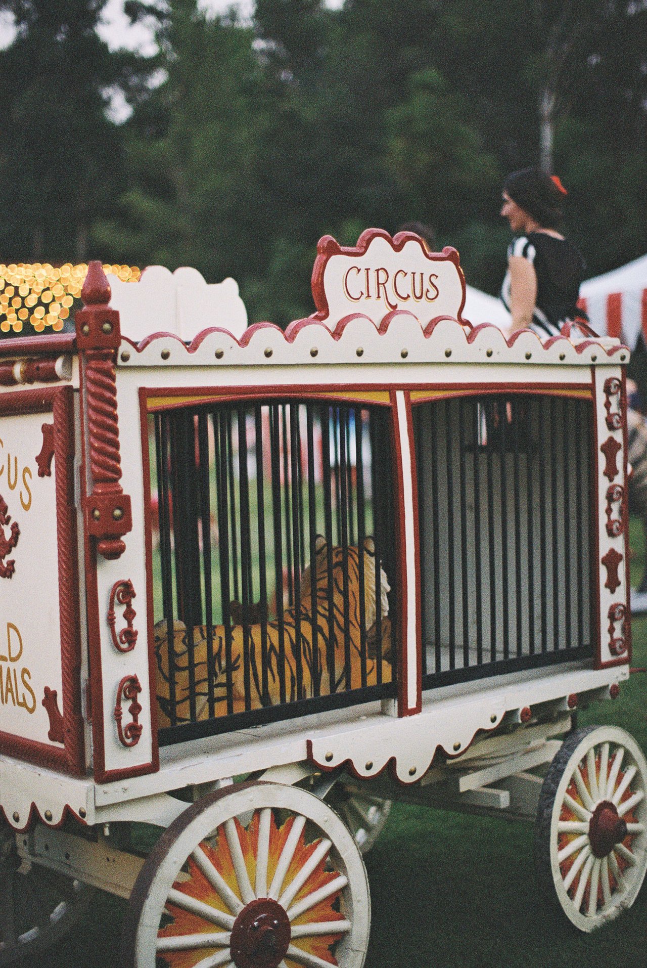 "Wild" Tiger in Circus Cage
